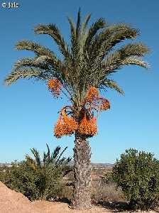 Todo Jardines: Palma Datilera